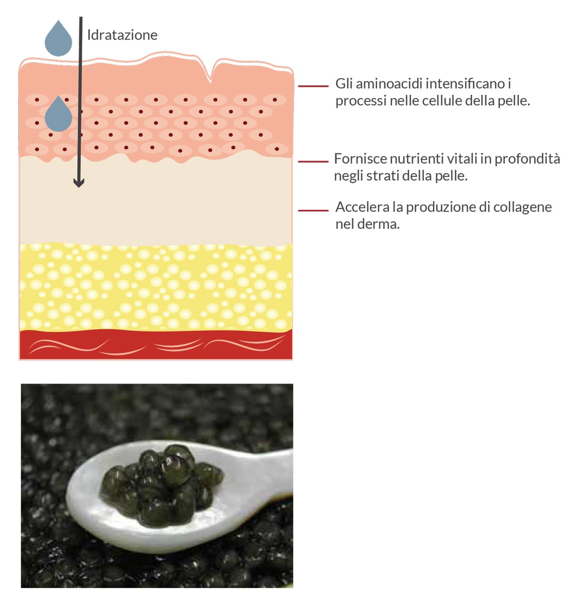 langify_image_container – Dermastir